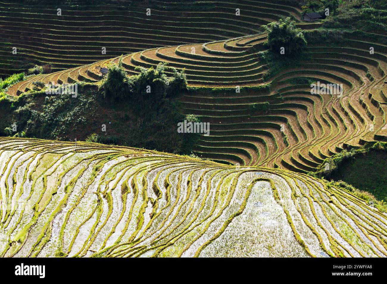 Rice terraces in Sapa, Vietnam Stock Photo - Alamy