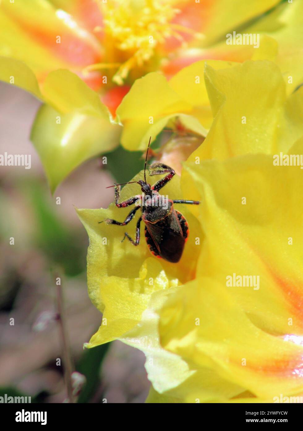 Eastern Bee Assassin (Apiomerus crassipes Stock Photo - Alamy