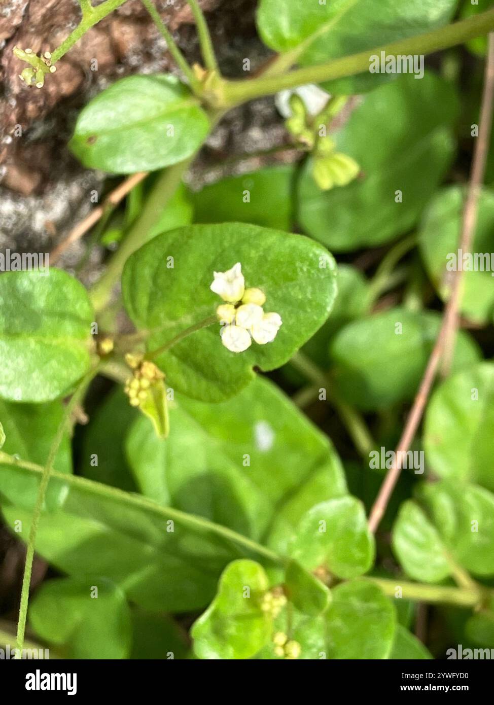 Crawling Spiderling (Boerhavia repens Stock Photo - Alamy