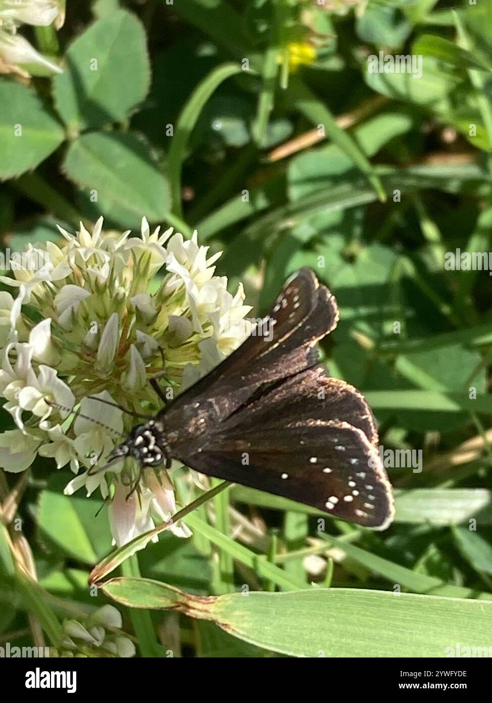 Common Sootywing (Pholisora catullus Stock Photo - Alamy