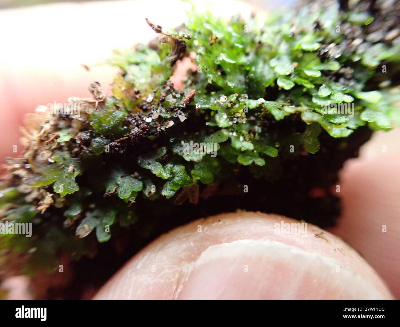 Riccardia latifrons hi-res stock photography and images - Alamy