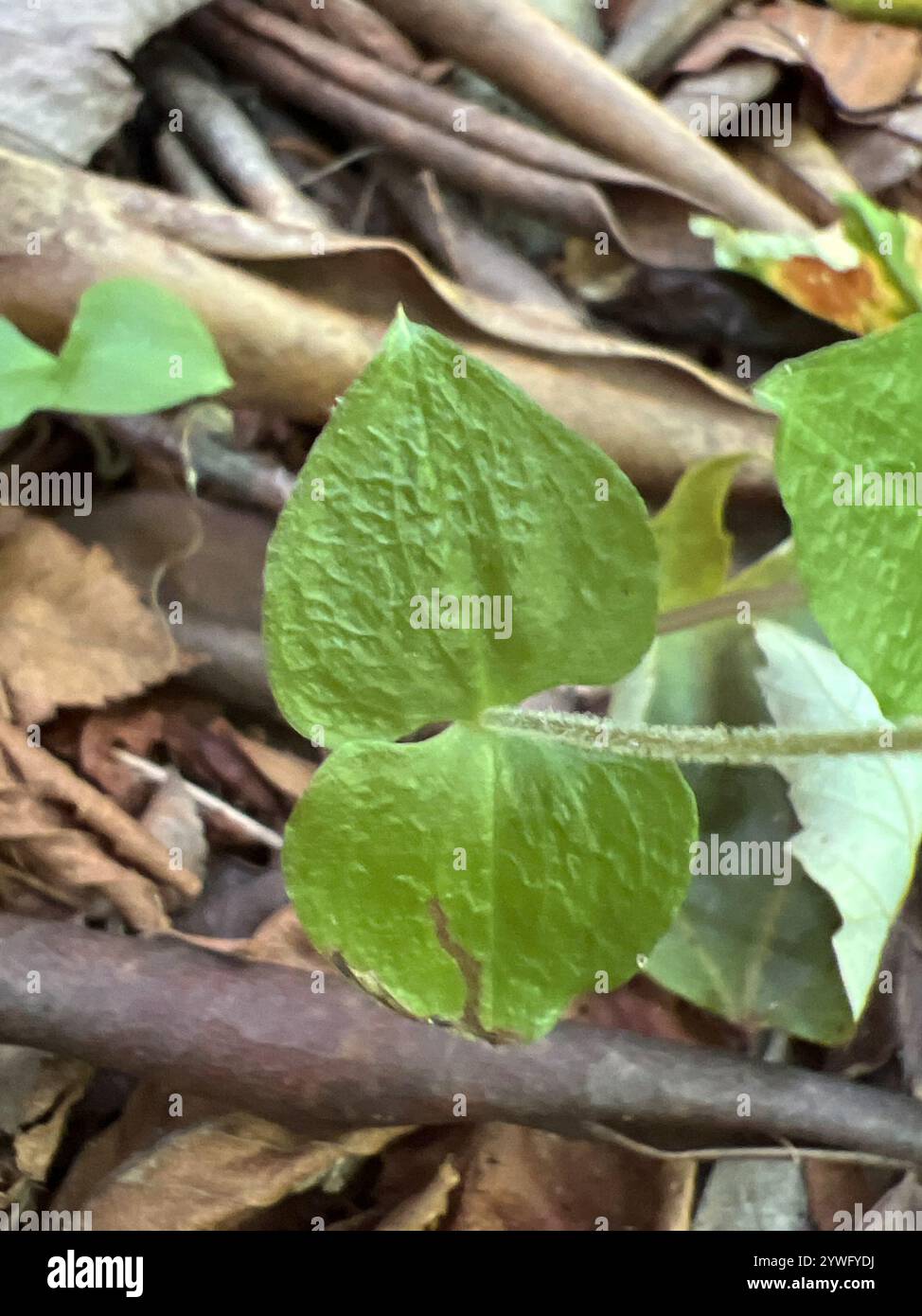 Kidneyleaf hi-res stock photography and images - Alamy