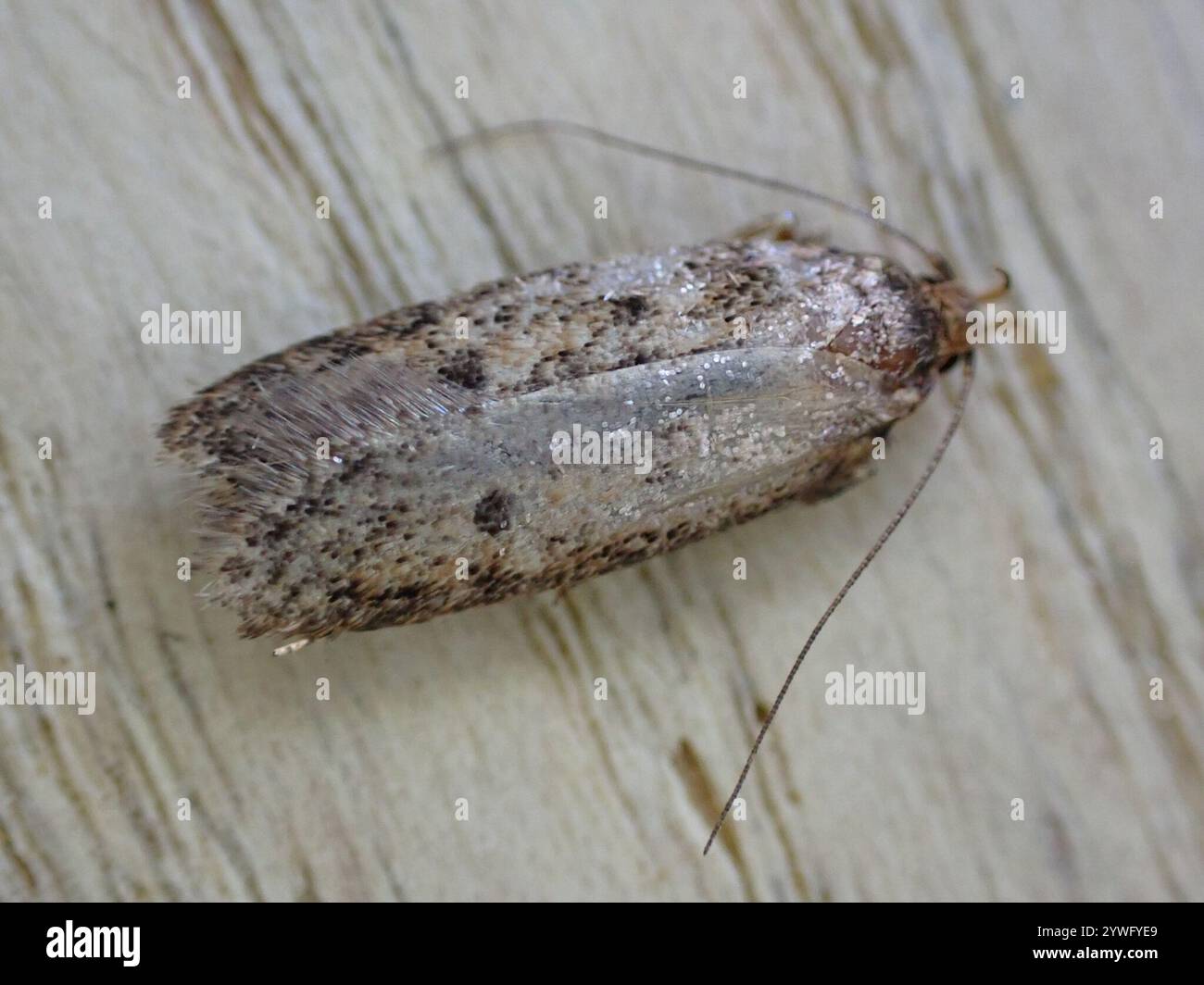 Brown House Moth (Hofmannophila pseudospretella Stock Photo - Alamy