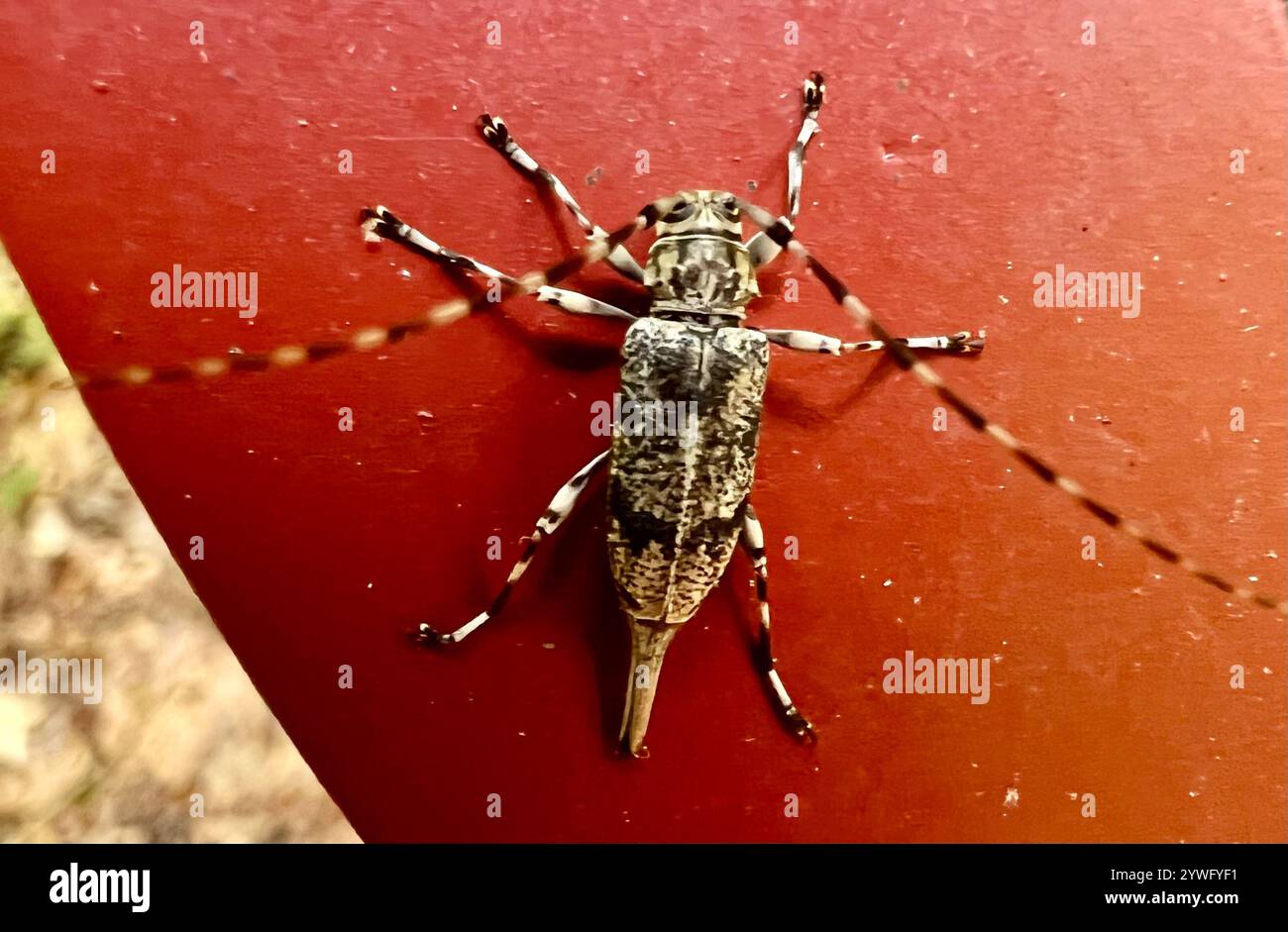 Salt-and-pepper Long-horned Beetle (Graphisurus despectus Stock Photo ...