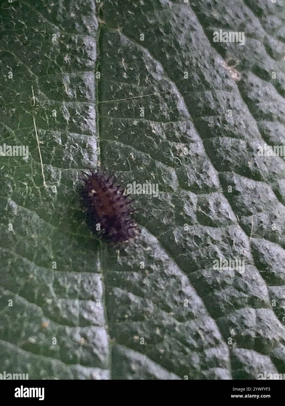 Kidney-spot Ladybird (Chilocorus renipustulatus Stock Photo - Alamy