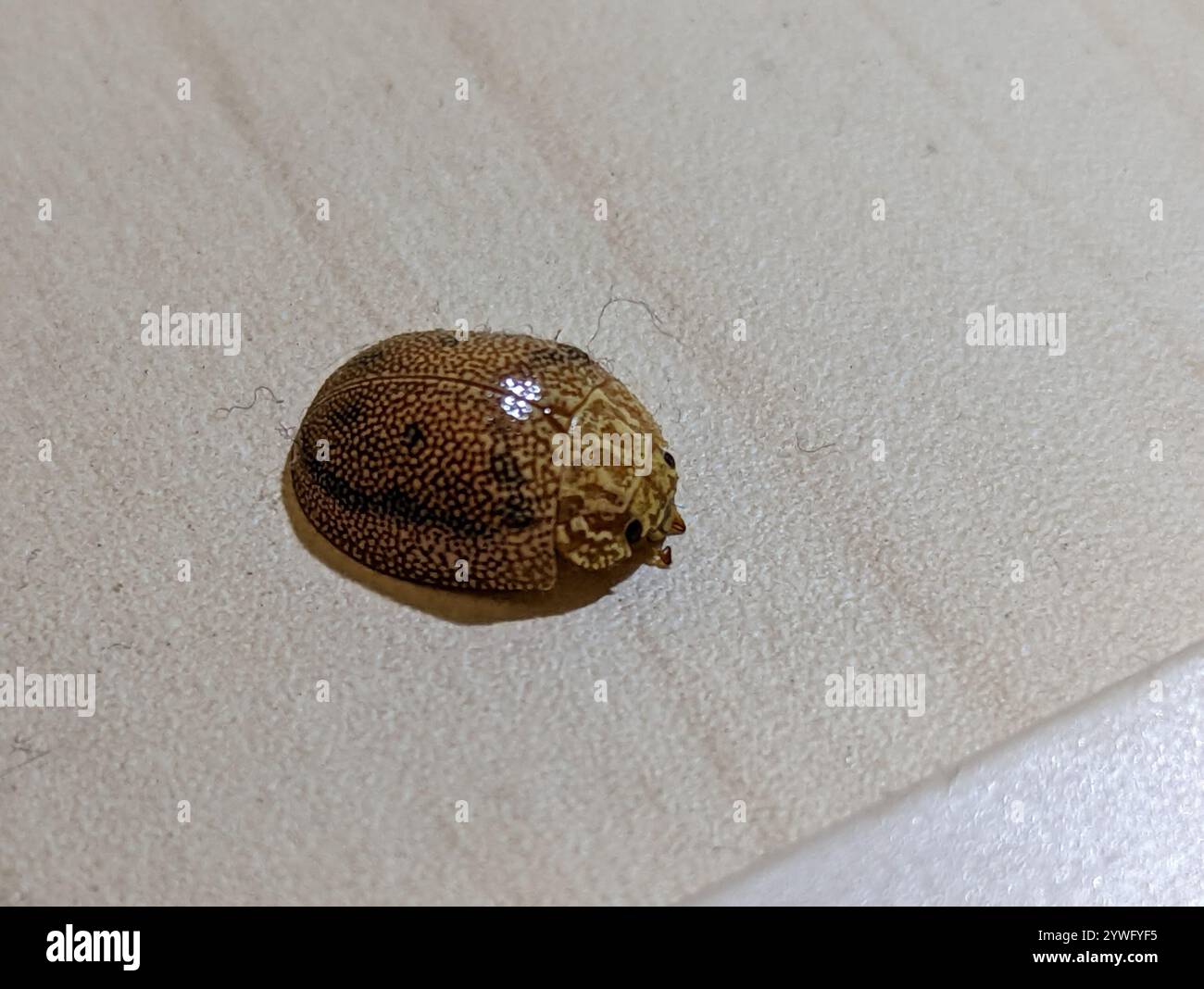Paropsine beetle hi-res stock photography and images - Alamy