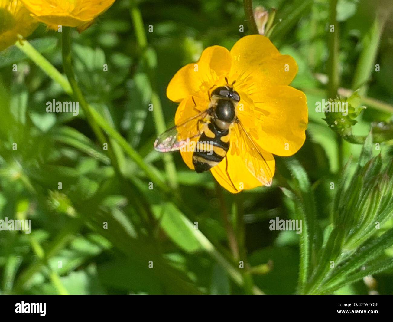 Didea hi-res stock photography and images - Alamy
