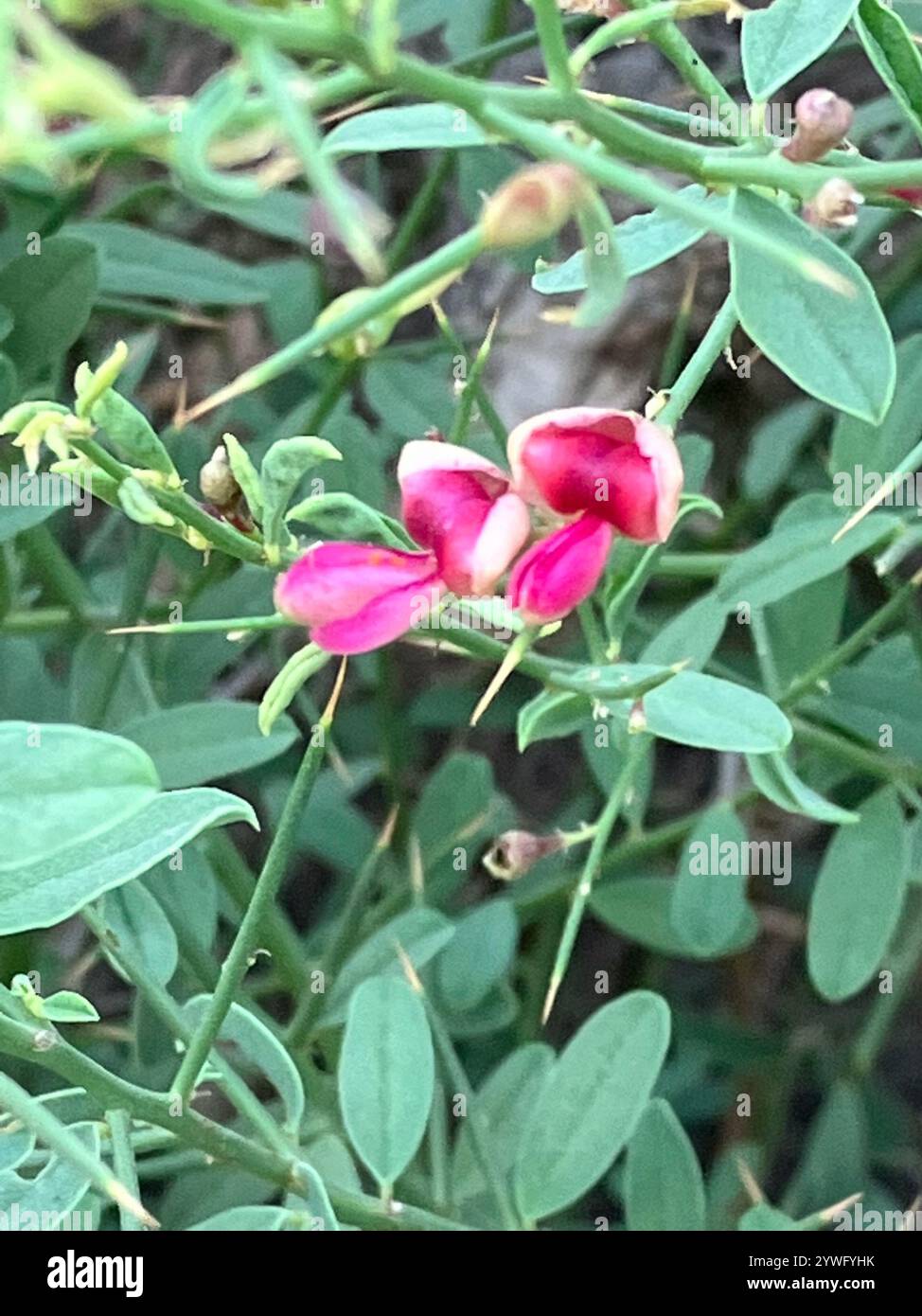 Camels thorn hi-res stock photography and images - Alamy