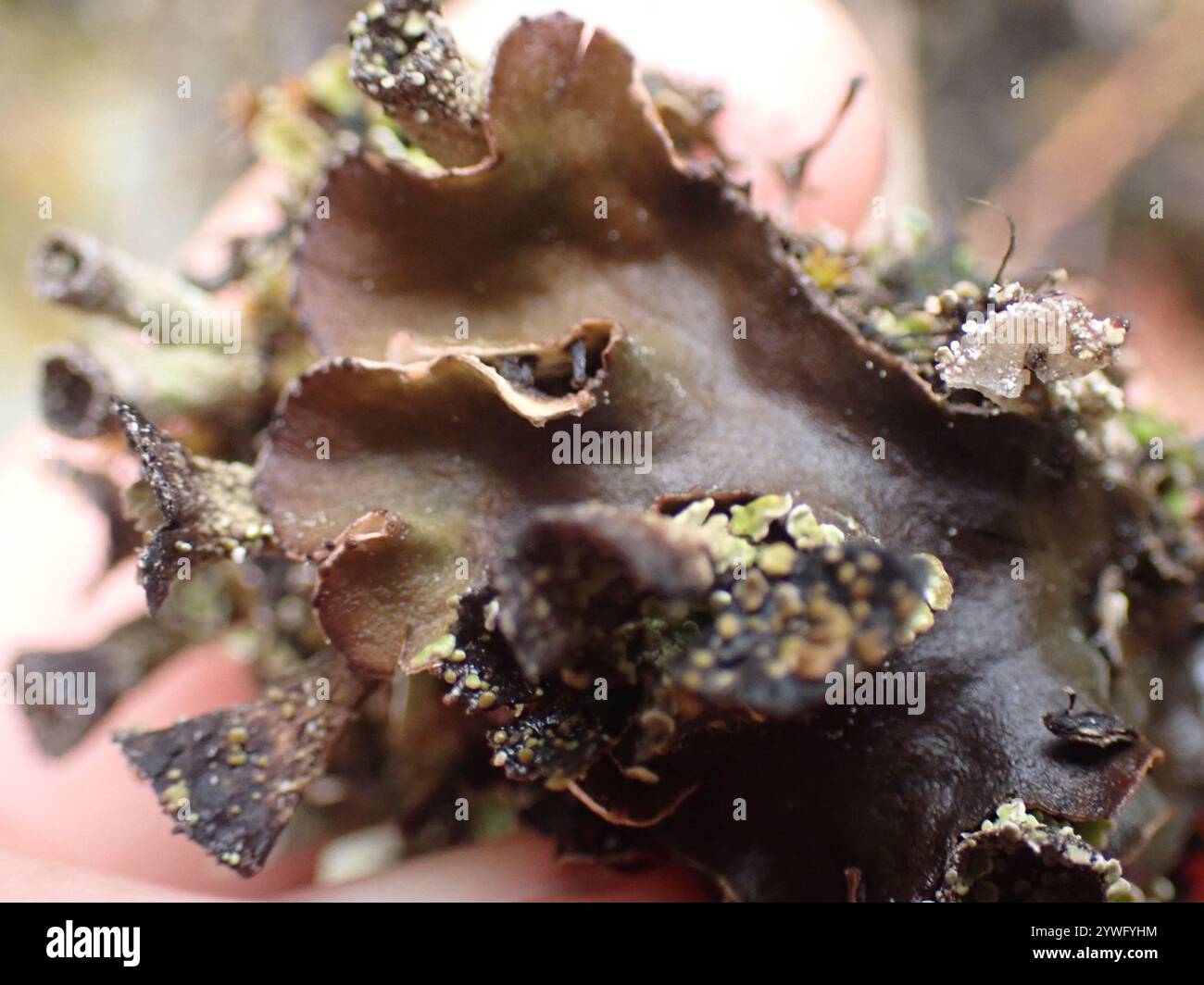 tree pelt lichen (Peltigera collina Stock Photo - Alamy