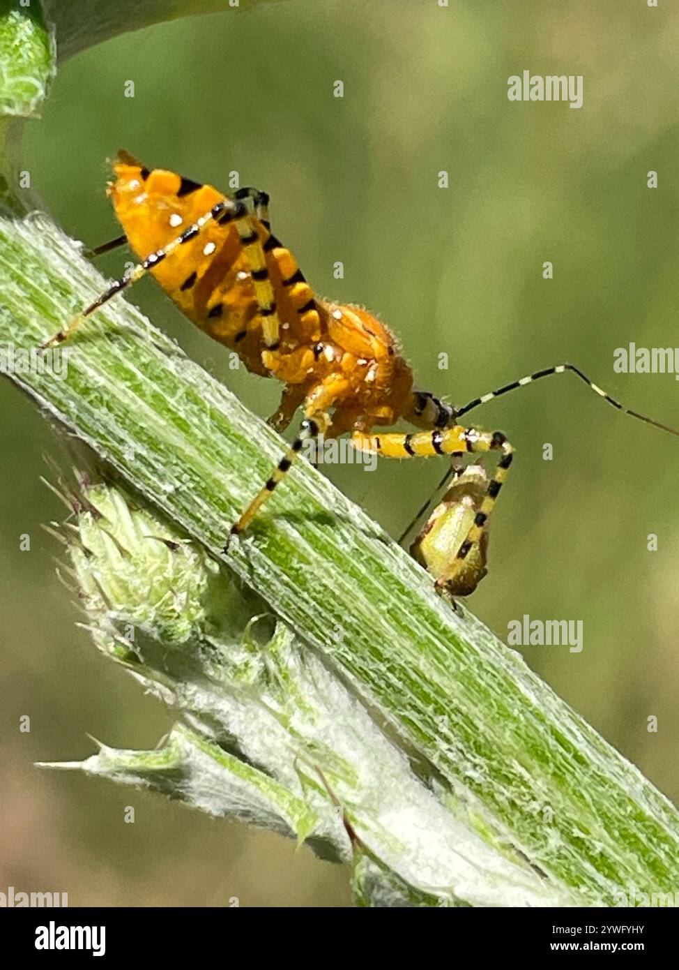 Orange Assassin Bug (Pselliopus barberi Stock Photo - Alamy