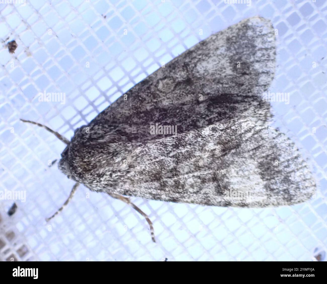 Poplar Grey (Acronicta megacephala Stock Photo - Alamy