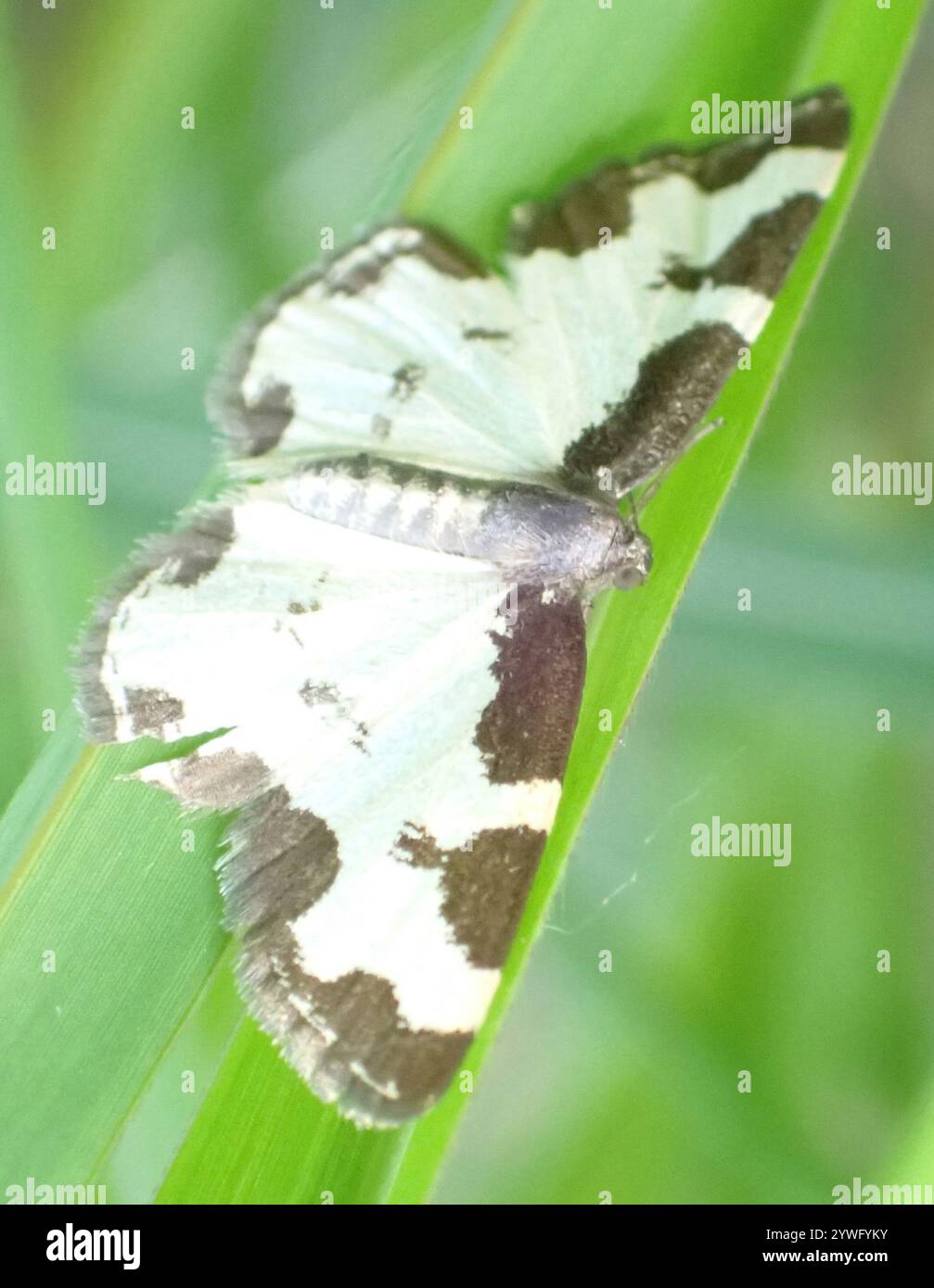 Clouded Border (Lomaspilis marginata Stock Photo - Alamy
