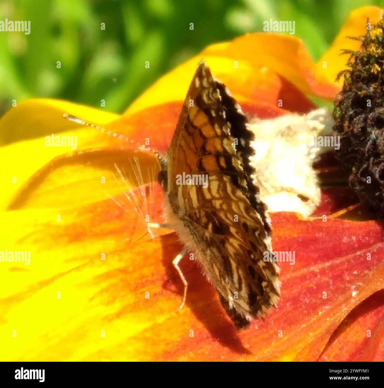 Gorgone Checkerspot (Chlosyne gorgone Stock Photo - Alamy