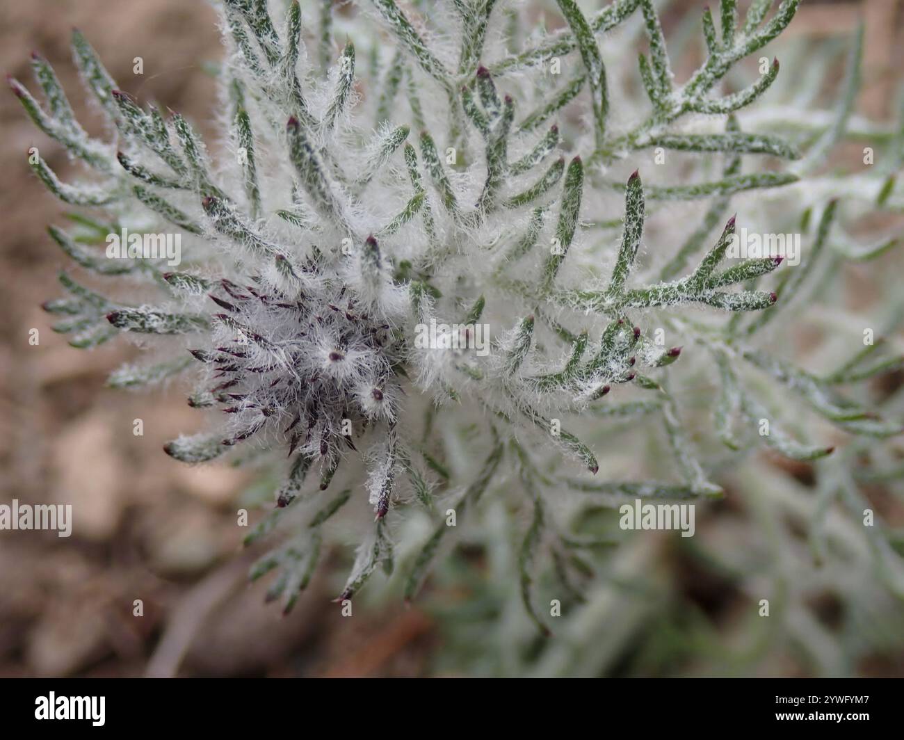 Scarlet Gilia (Ipomopsis aggregata Stock Photo - Alamy
