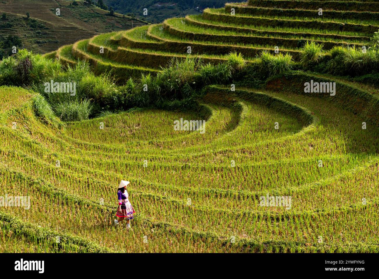 Rice terraces in Sapa, Vietnam Stock Photo - Alamy