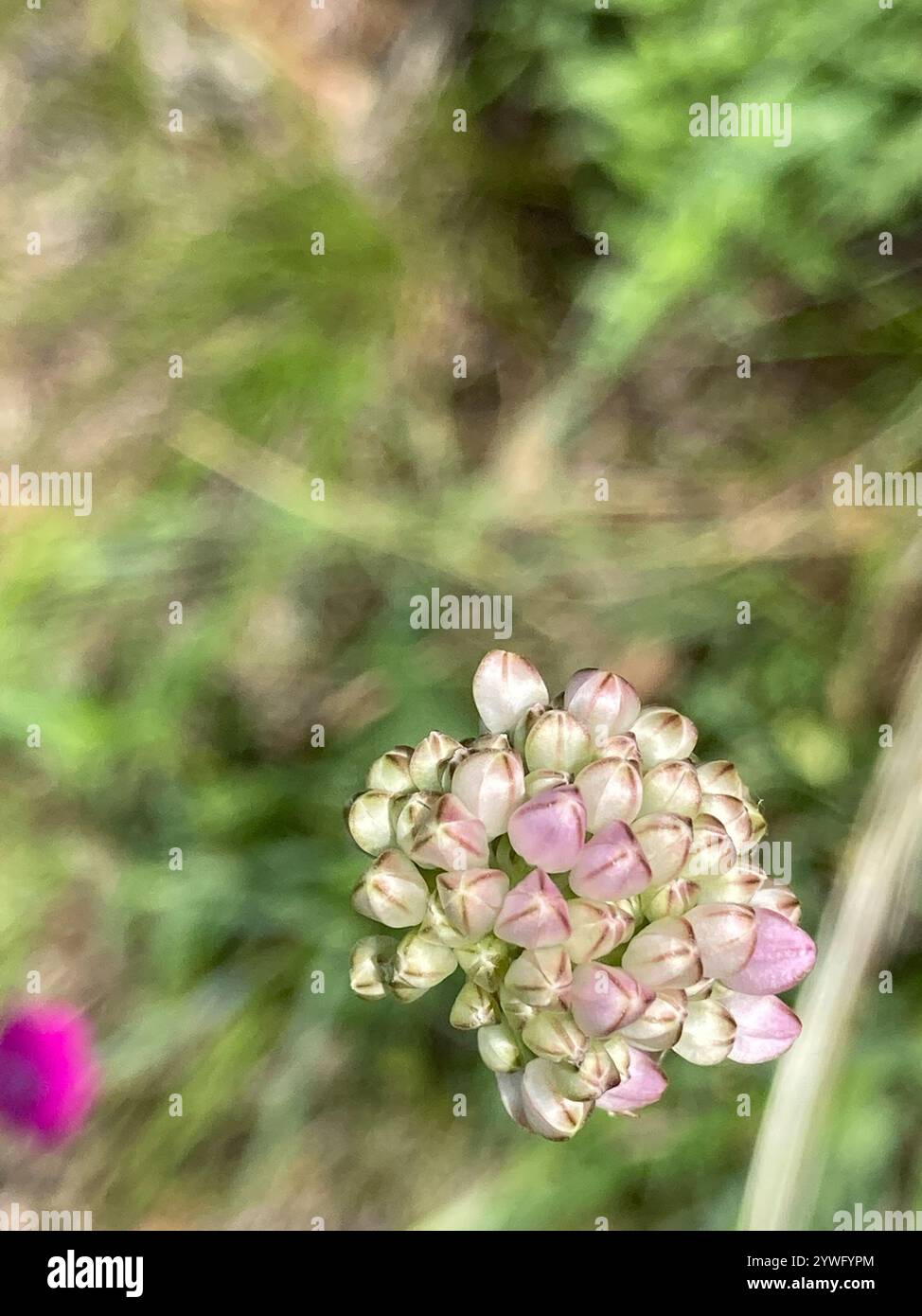 erect chive (Allium strictum Stock Photo - Alamy