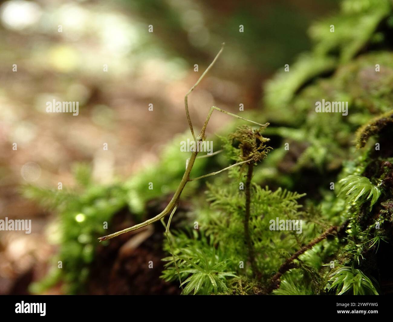 Stick Insects (Phasmida Stock Photo - Alamy