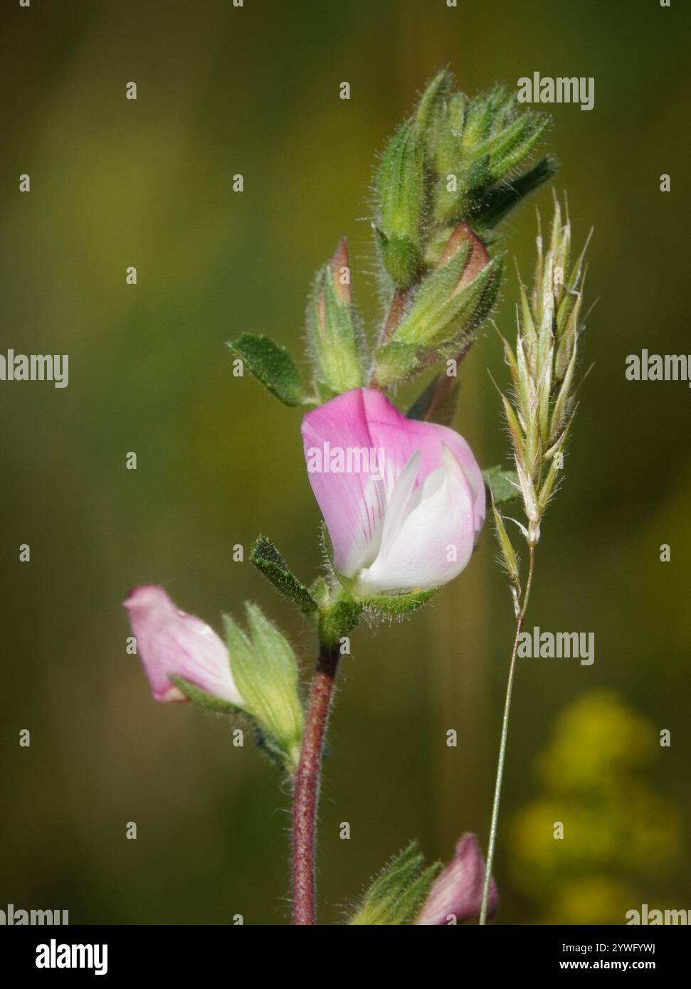 Spiny restharrow (Ononis spinosa Stock Photo - Alamy