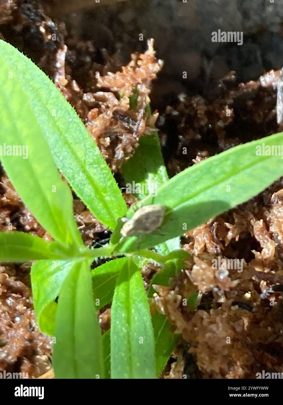 True Weevils (Curculionidae Stock Photo - Alamy