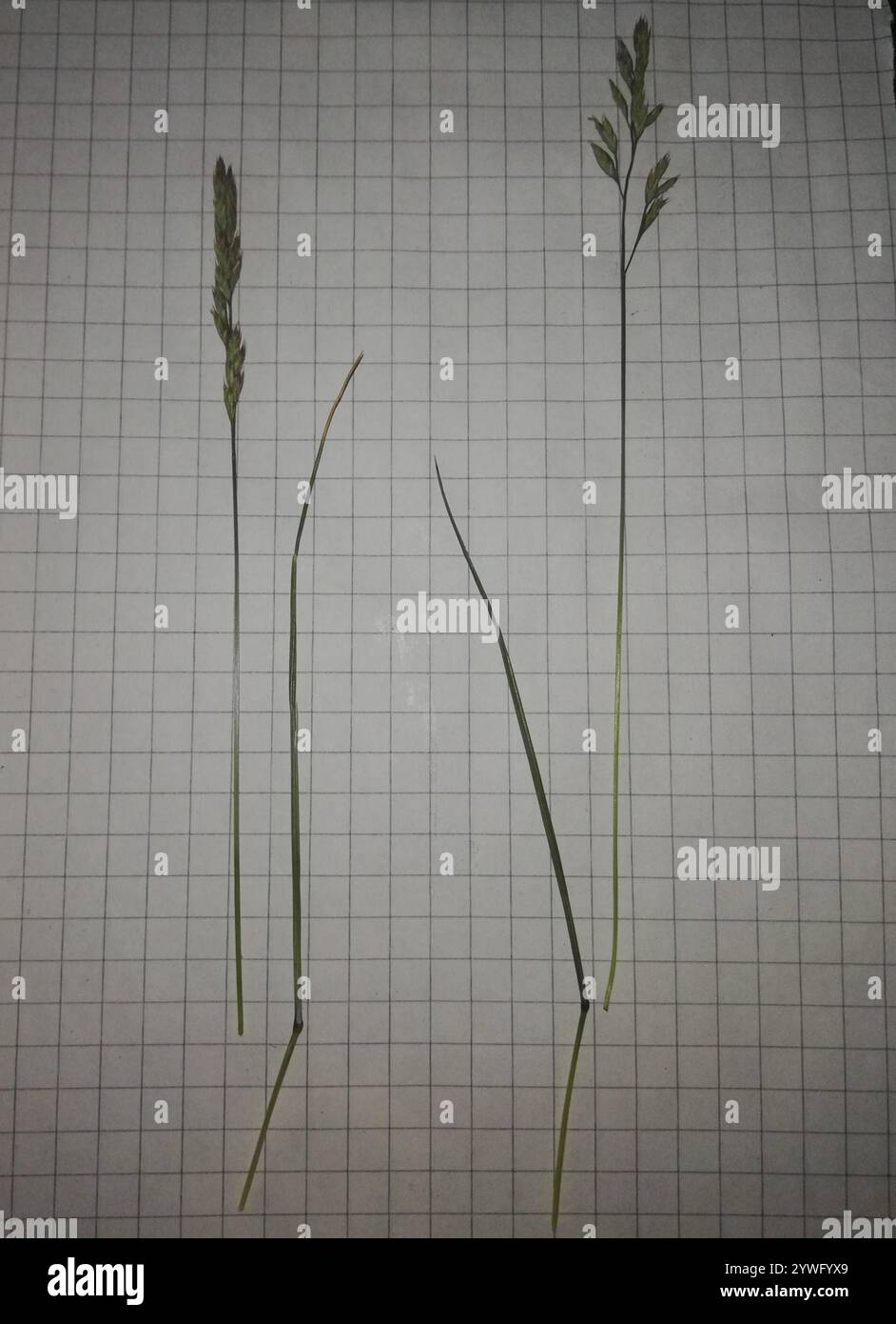 grasses, sedges, cattails, and allies (Poales Stock Photo - Alamy