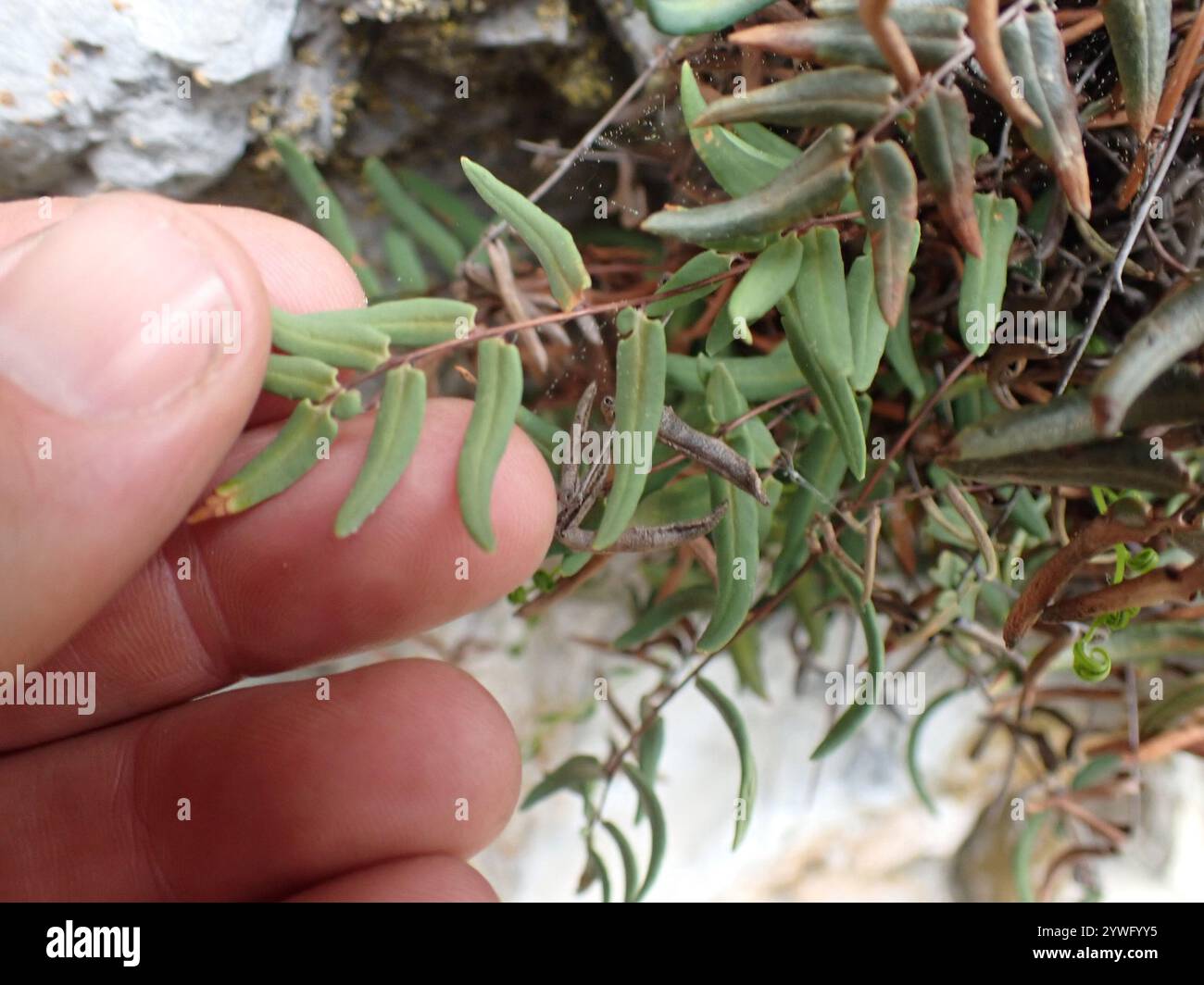 smooth cliffbrake (Pellaea glabella Stock Photo - Alamy