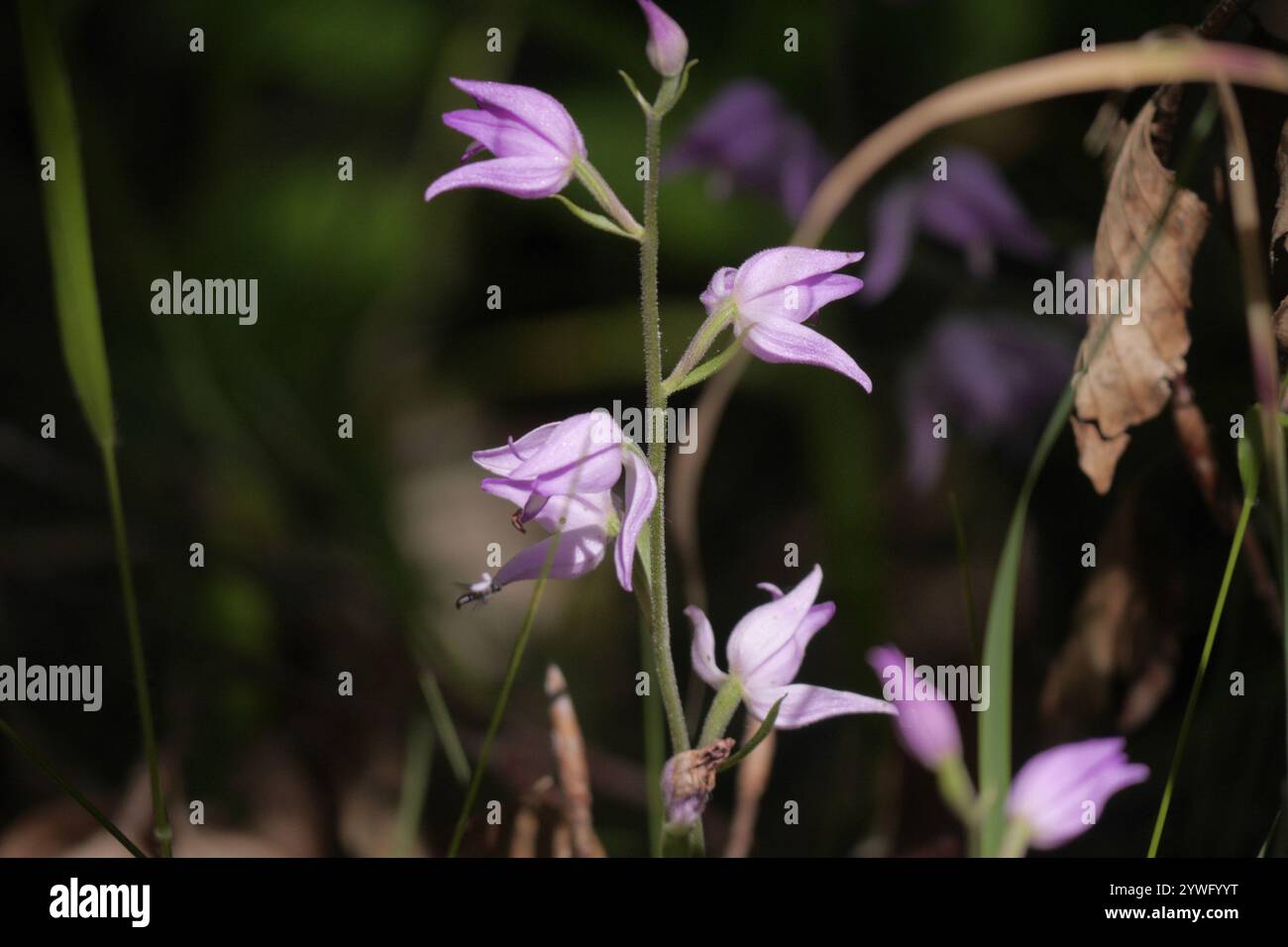Red Helleborine (Cephalanthera rubra Stock Photo - Alamy