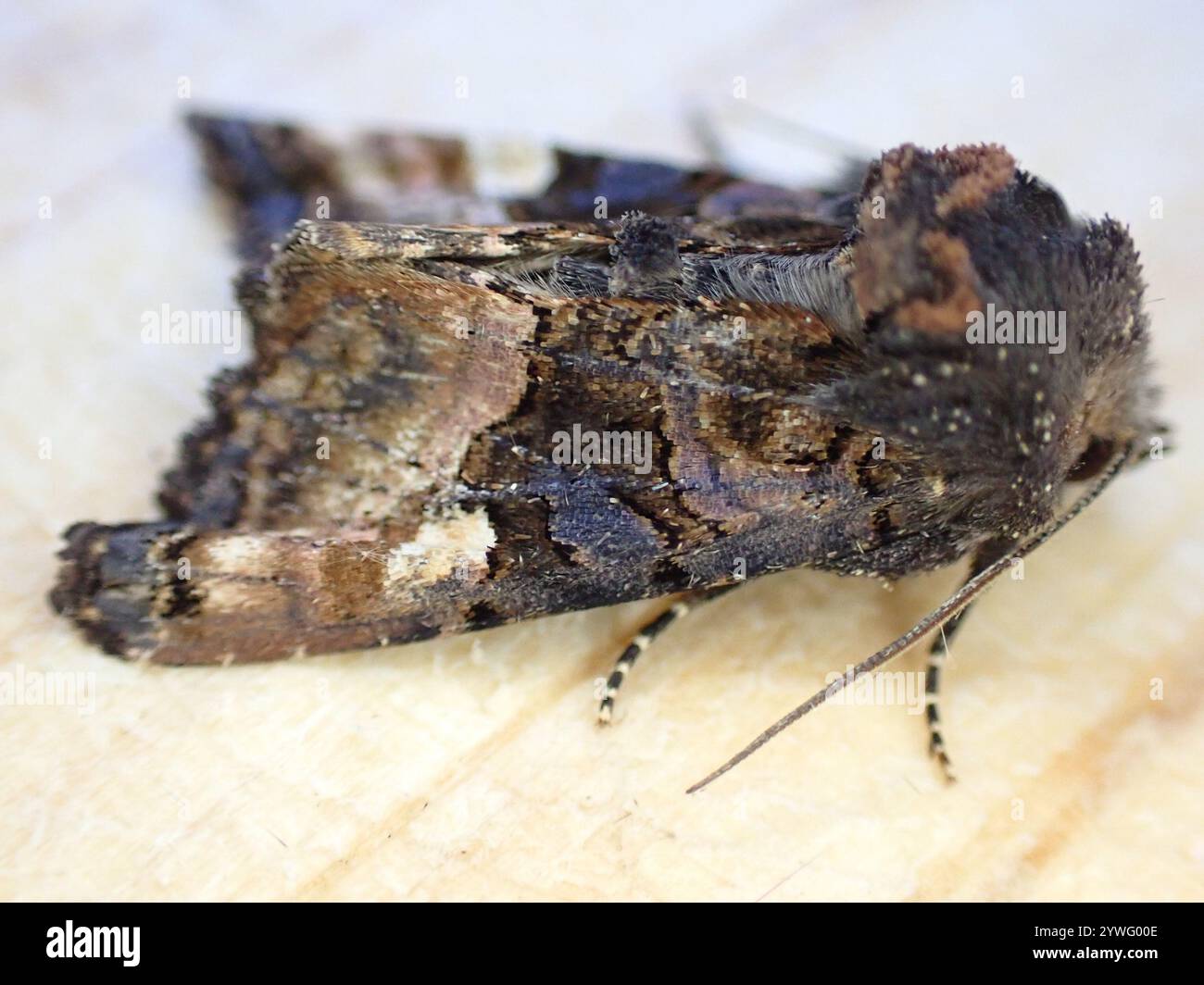 Small Angle Shades (Euplexia lucipara Stock Photo - Alamy
