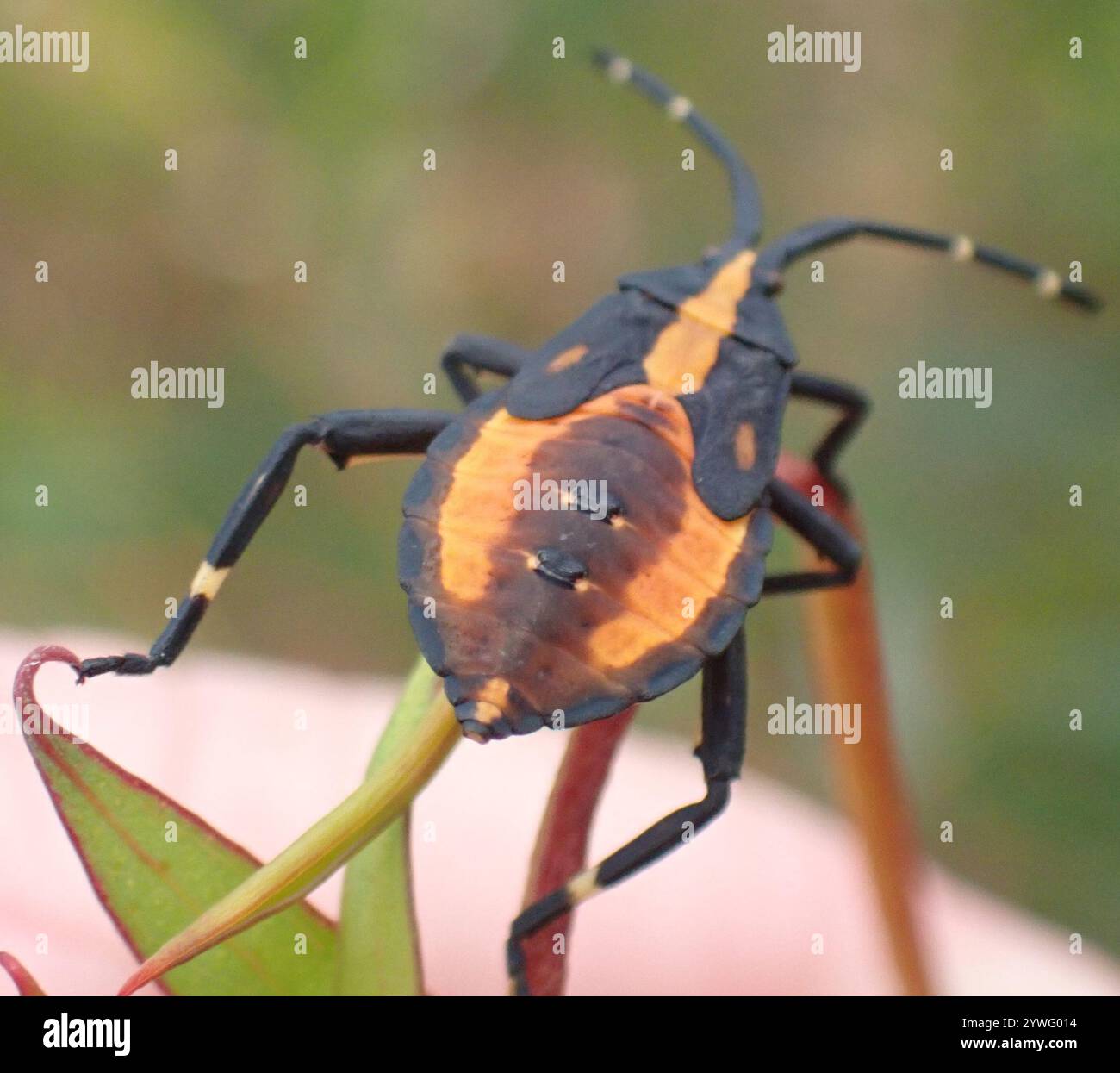 Eucalyptus Tip-wilter Bug (Amorbus obscuricornis Stock Photo - Alamy