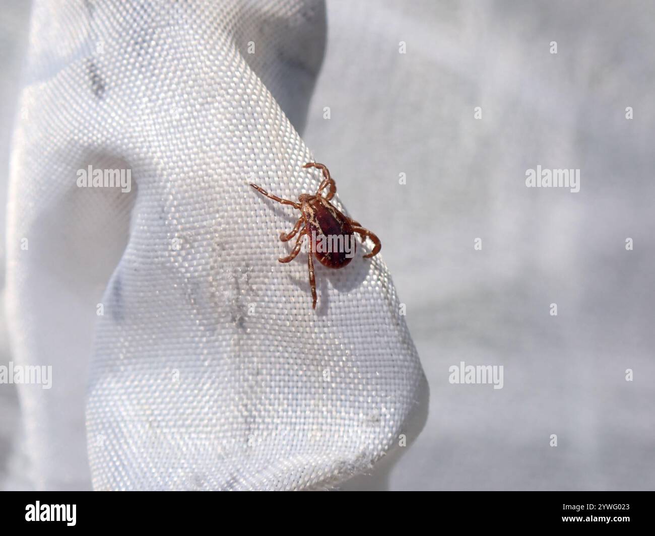 American Dog Tick (Dermacentor variabilis Stock Photo - Alamy