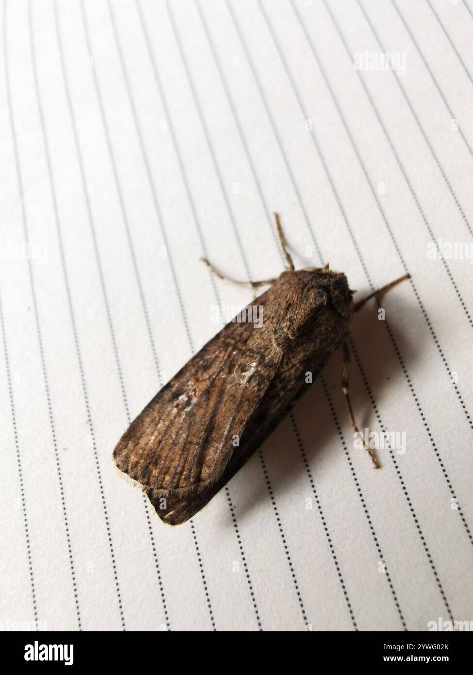 Variegated Cutworm Moth (Peridroma saucia Stock Photo - Alamy