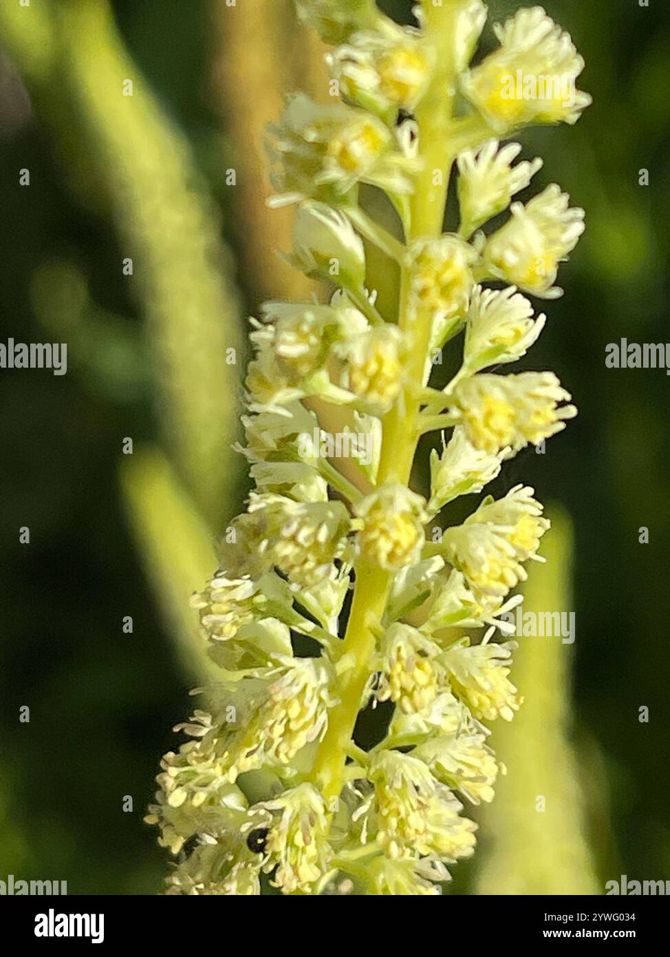 Weld (Reseda luteola Stock Photo - Alamy