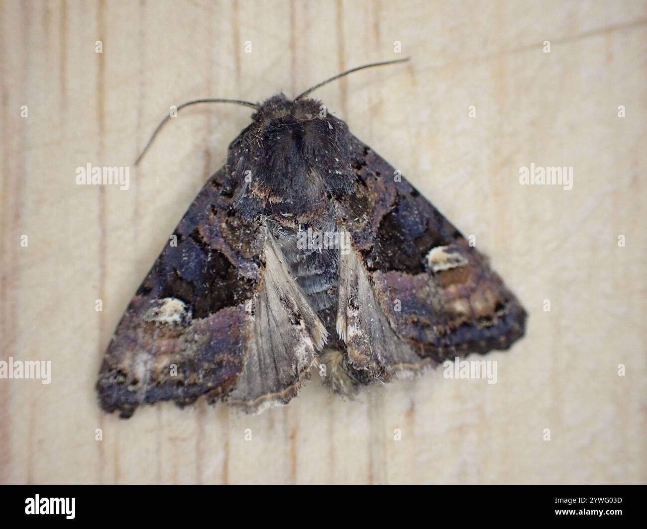 Small Angle Shades (Euplexia lucipara Stock Photo - Alamy