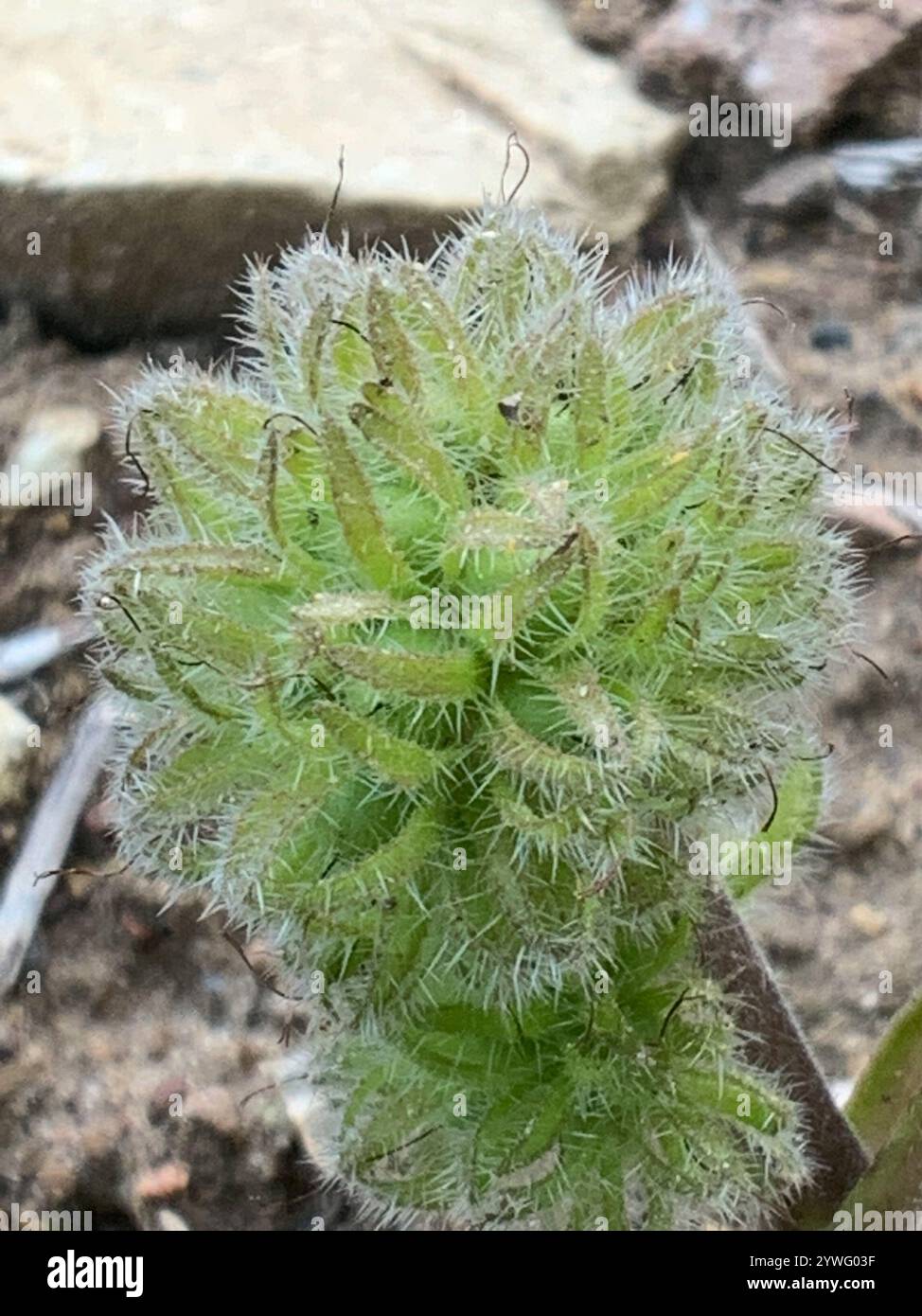 ballhead waterleaf (Hydrophyllum capitatum Stock Photo - Alamy