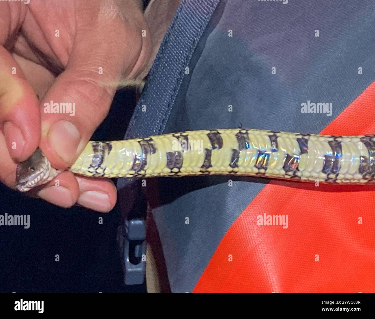 Brown-banded watersnake (Helicops angulatus Stock Photo - Alamy