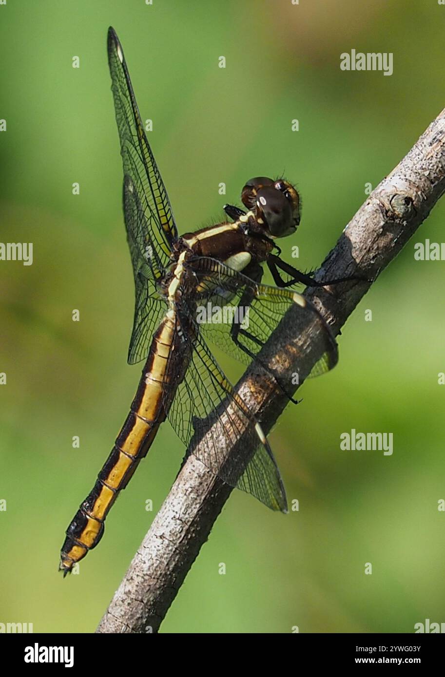 Spangled skimmer hi-res stock photography and images - Alamy