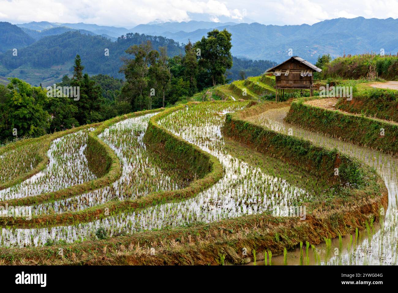 Rice terraces in Sapa, Vietnam Stock Photo - Alamy