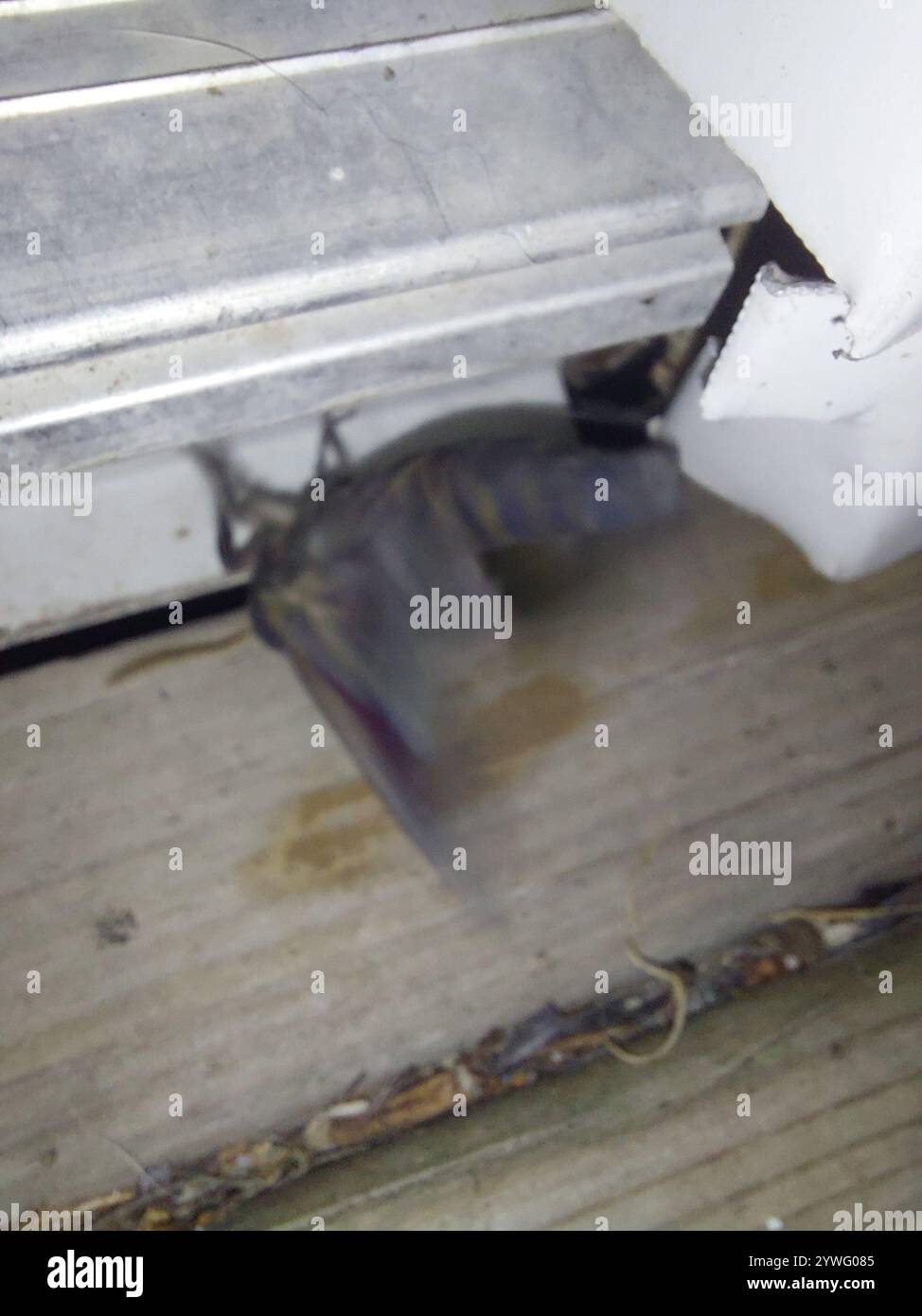 Modest Sphinx (Pachysphinx modesta Stock Photo - Alamy