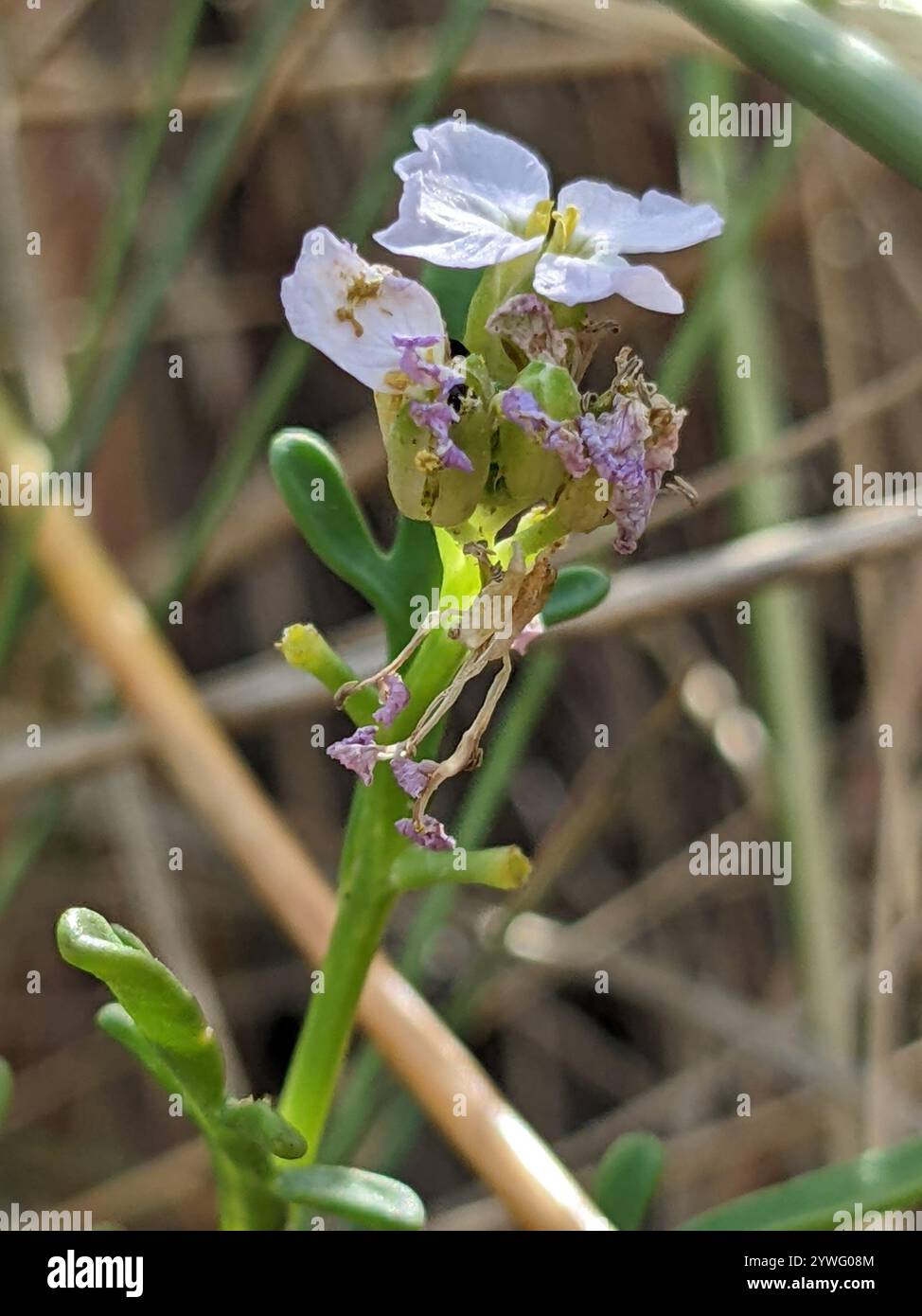 European Searocket (Cakile maritima Stock Photo - Alamy