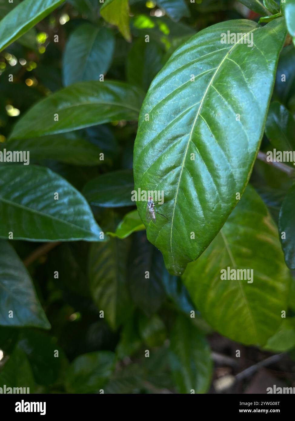 Stiletto Flies (Therevidae Stock Photo - Alamy