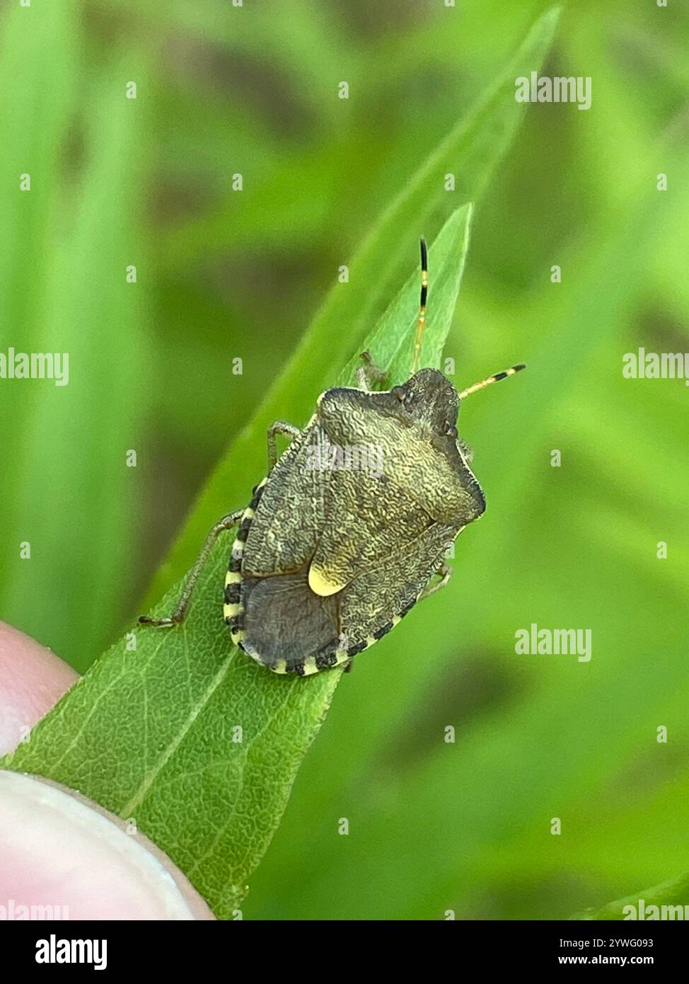 Peribalus strictus hi-res stock photography and images - Alamy
