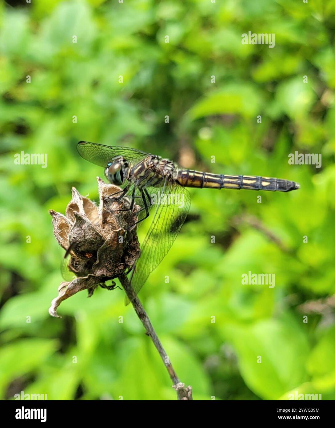 Blue Dasher (Pachydiplax longipennis Stock Photo - Alamy