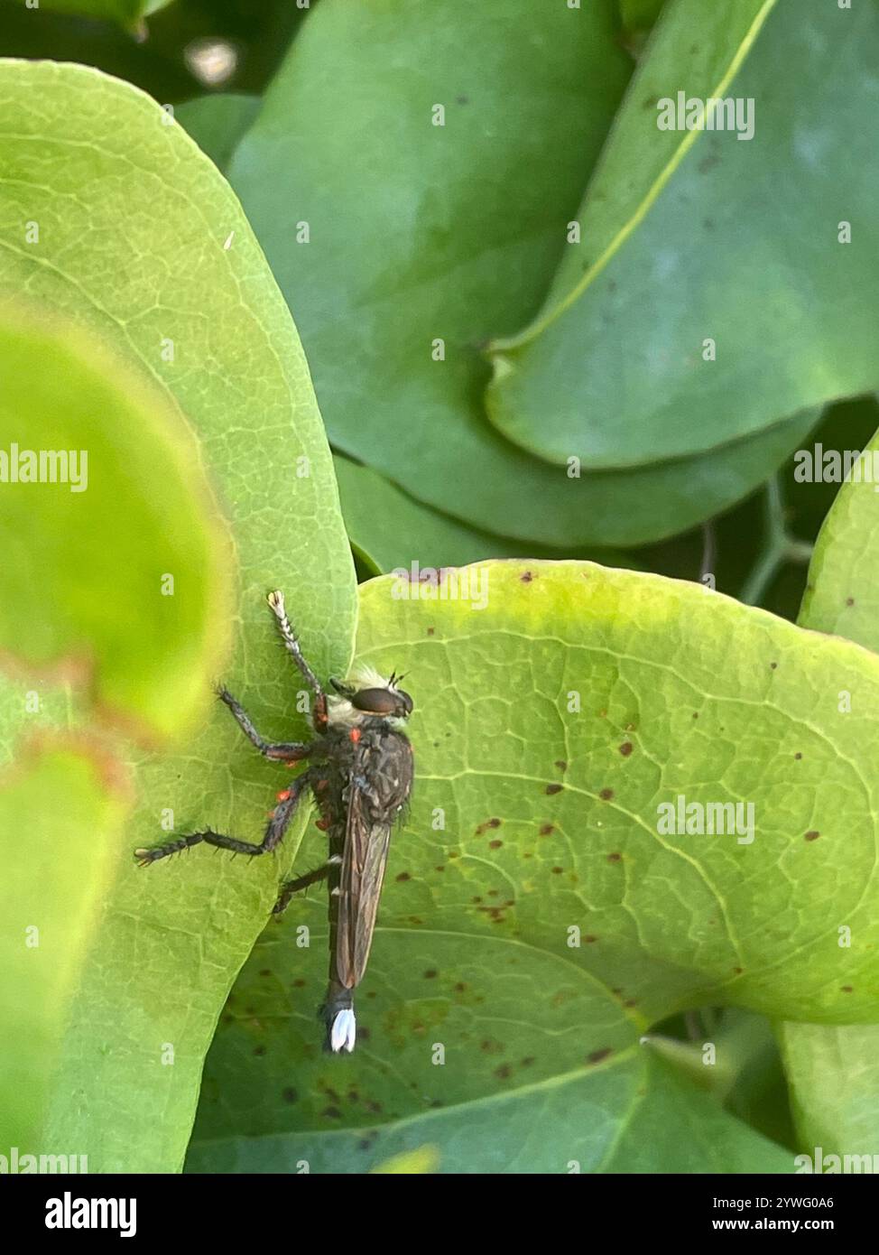 Giant Robber Flies (Promachus Stock Photo - Alamy
