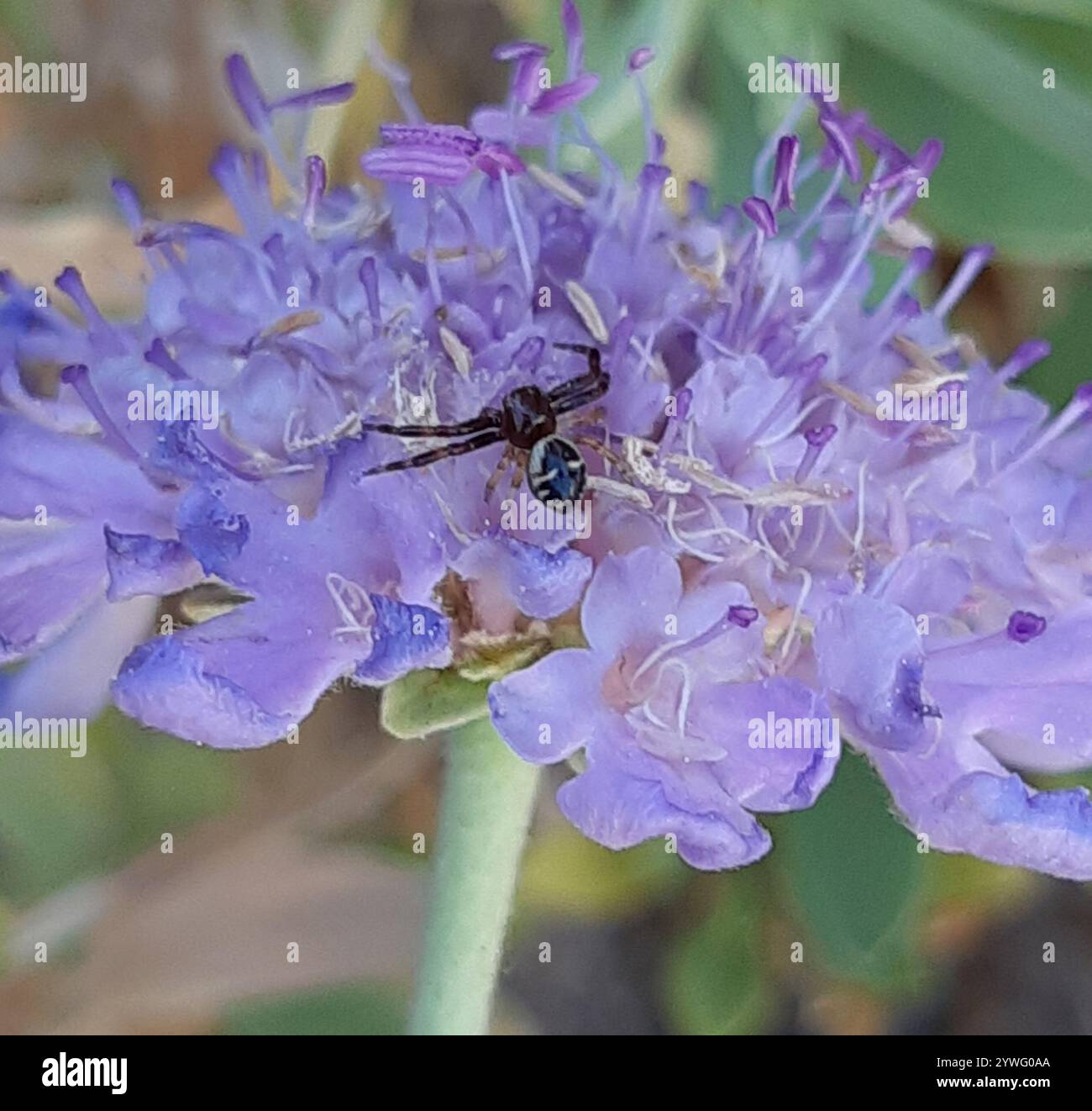 Napoleon Spider (Synema globosum Stock Photo - Alamy