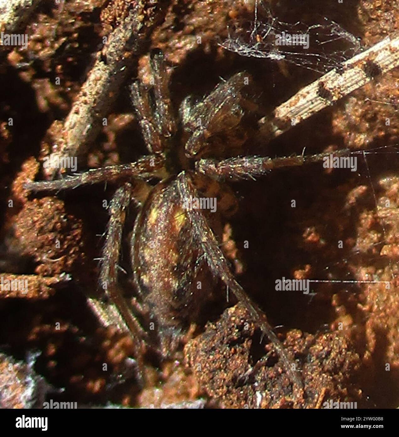 Funnel Weavers (Agelenidae Stock Photo - Alamy