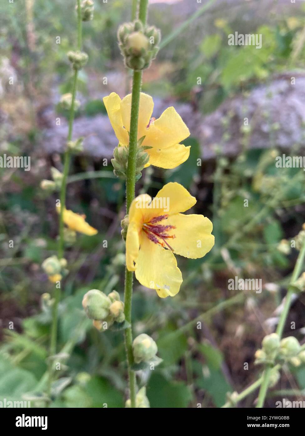 Wavyleaf mullein hi-res stock photography and images - Alamy