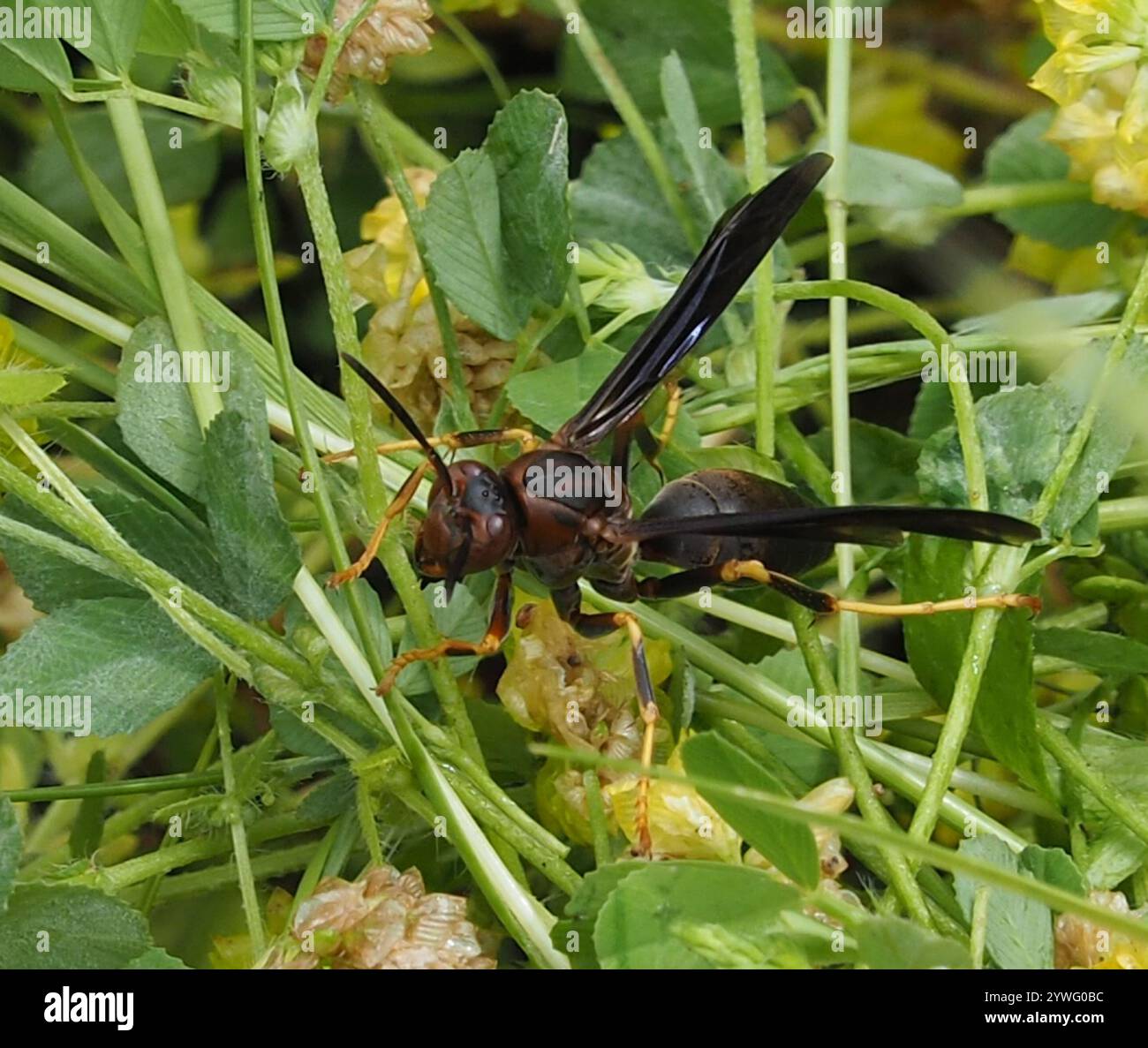 Metric Paper Wasp (Polistes metricus Stock Photo - Alamy