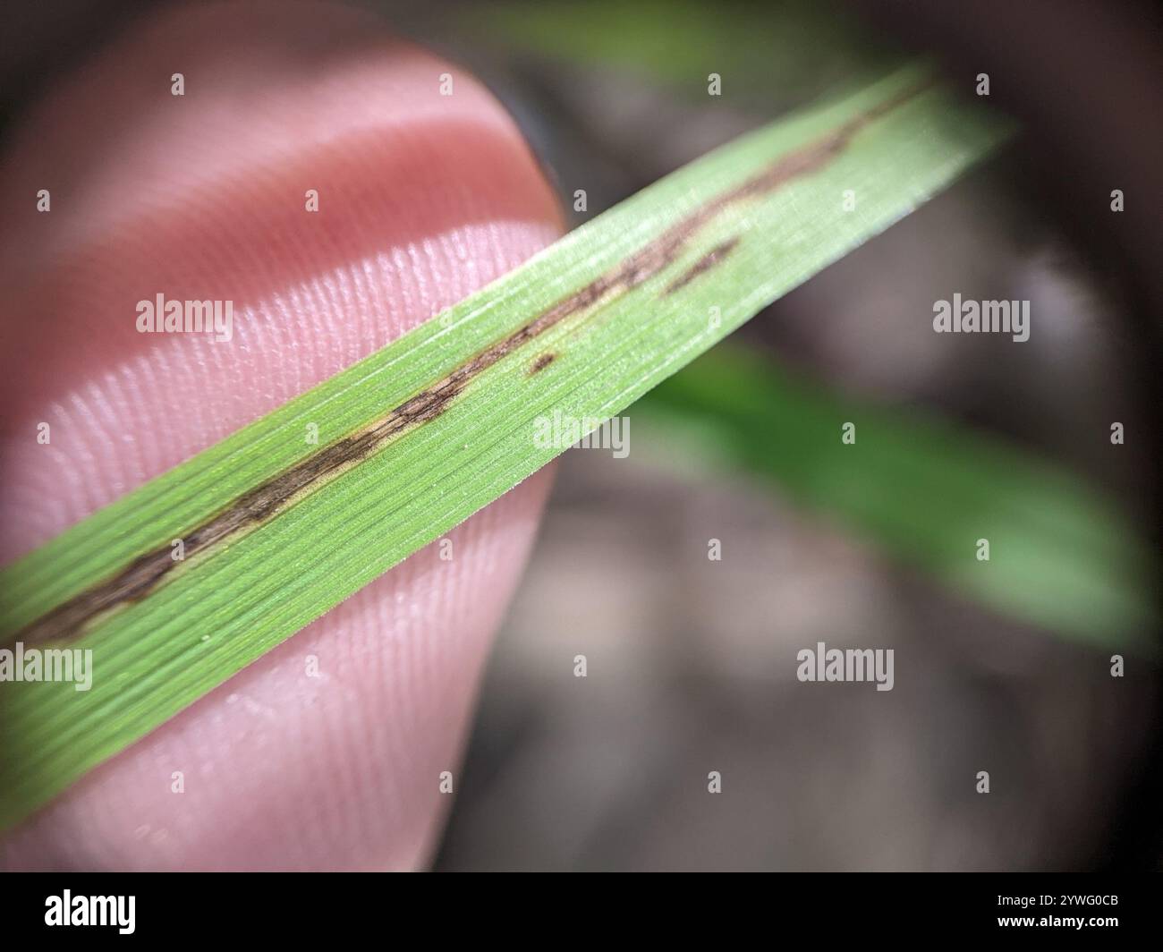 rust fungi (Pucciniales Stock Photo - Alamy