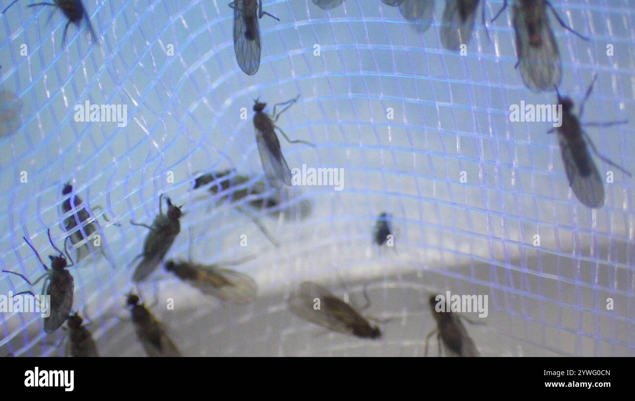 Balloon Flies (Hilara Stock Photo - Alamy