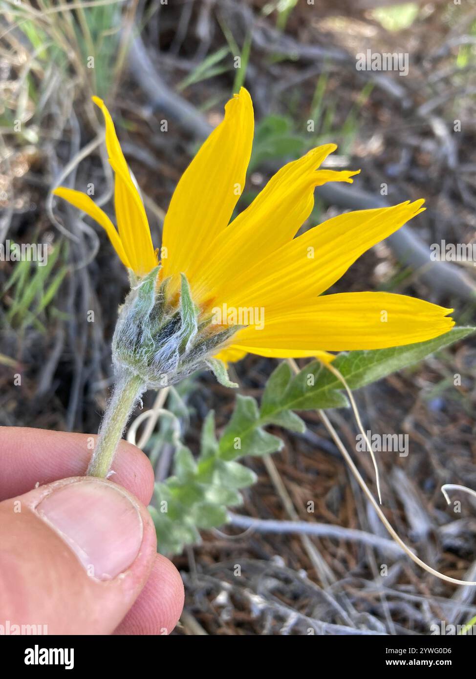 Balsamorhiza incana hi-res stock photography and images - Alamy