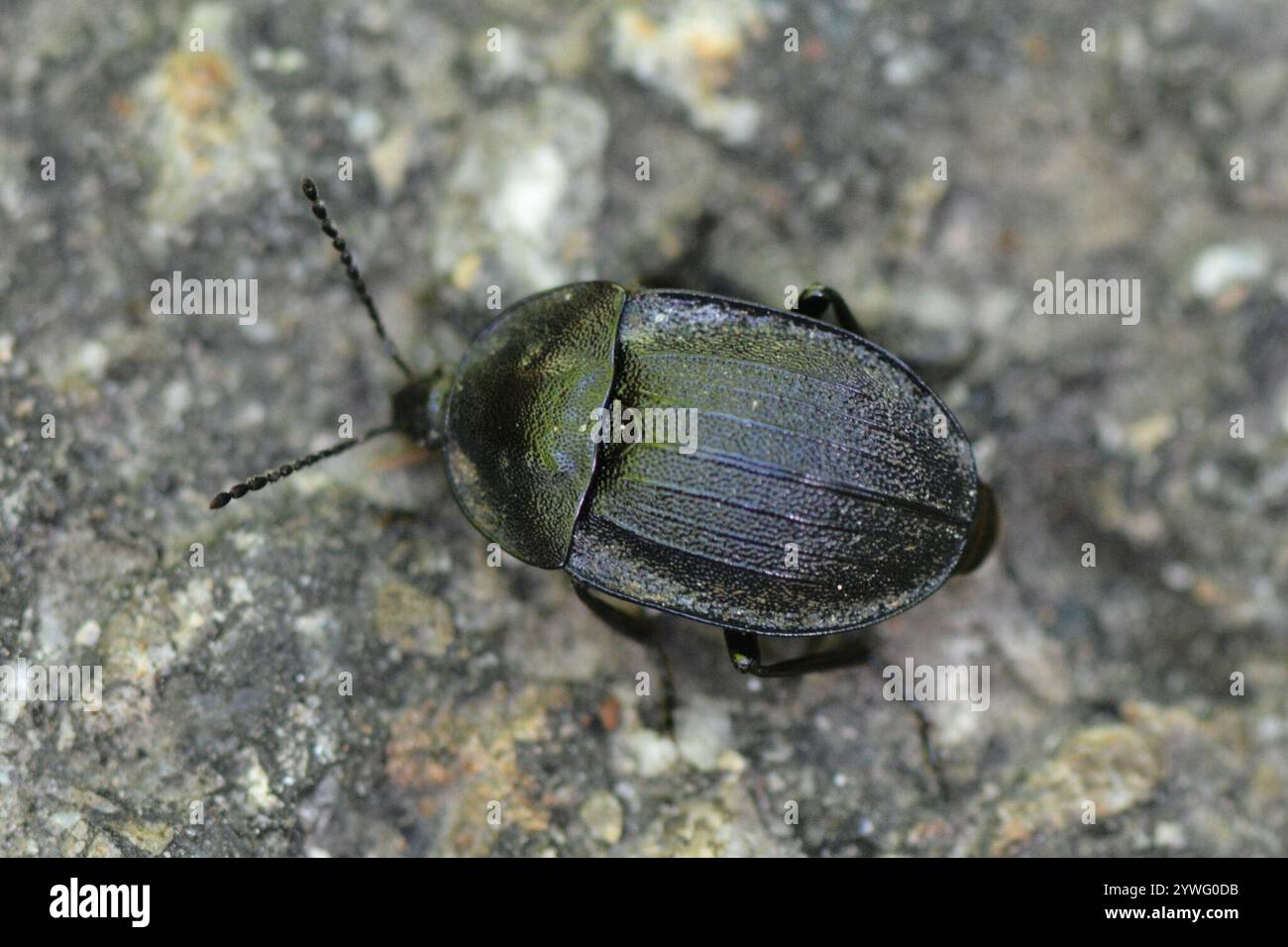 Black snail beetle (Phosphuga atrata Stock Photo - Alamy